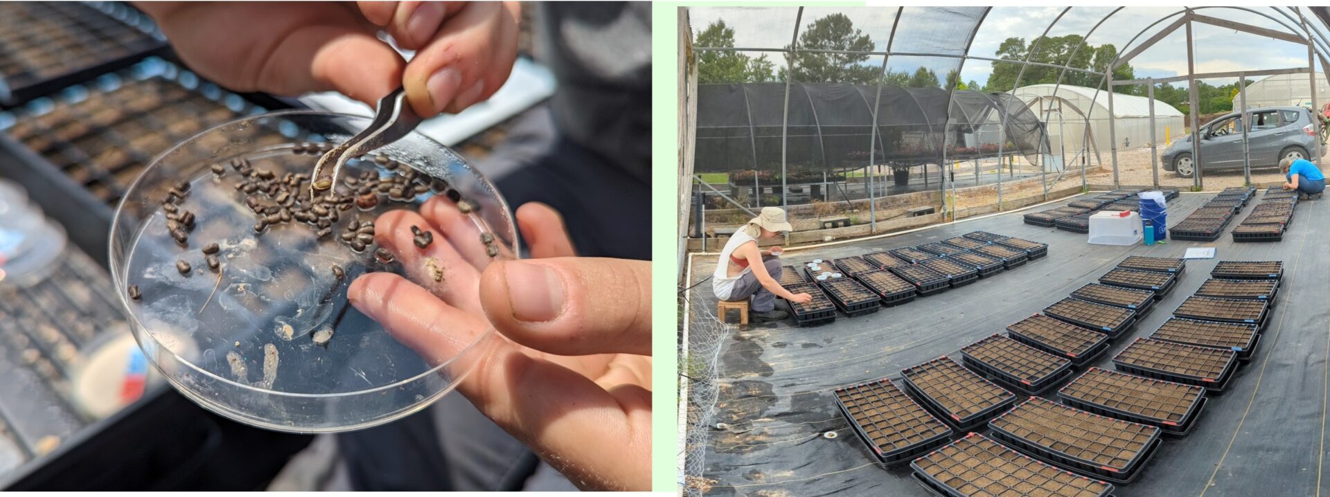 More Prairie Habitats, Please - North Carolina Native Plant Society