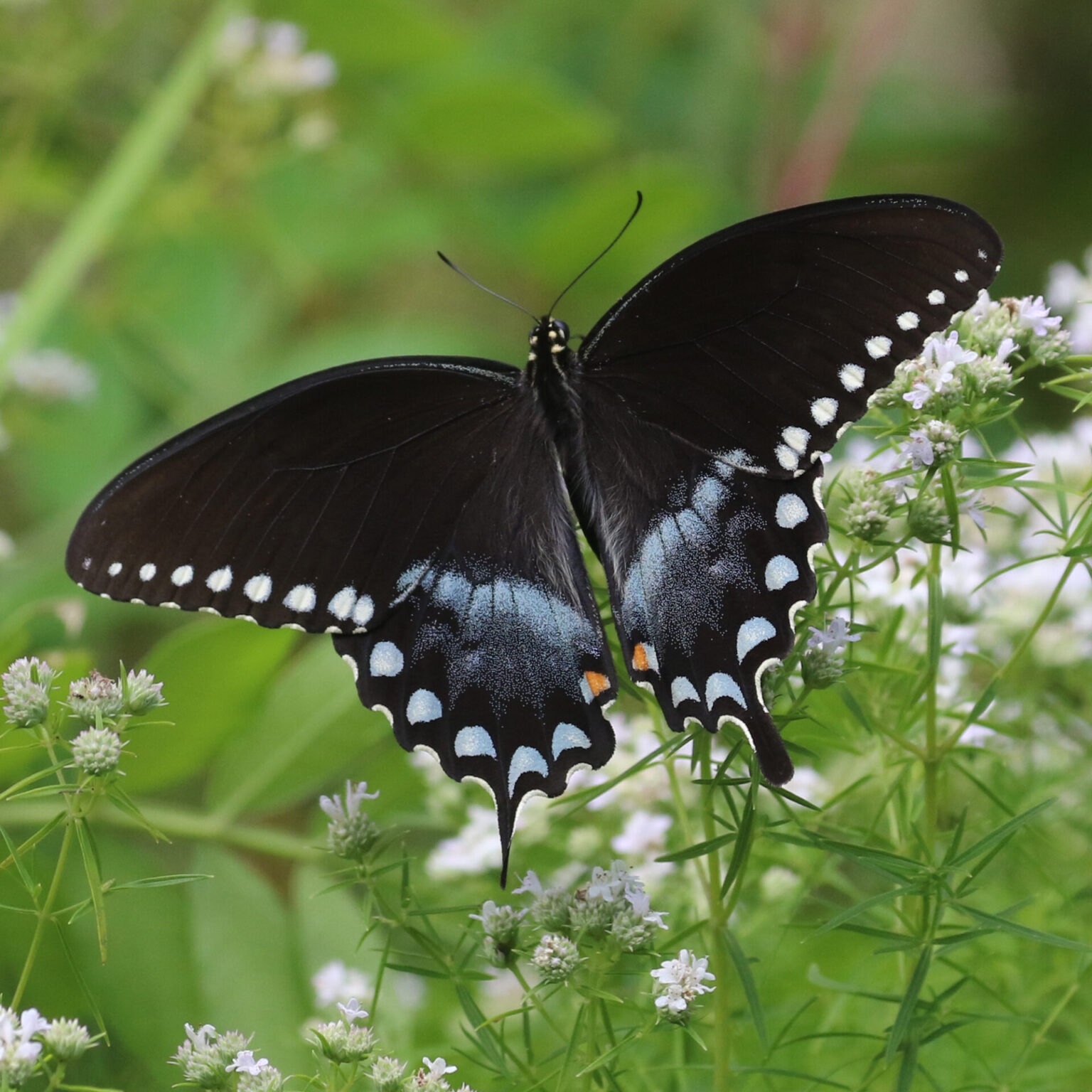 Northern Spicebush, A Great Shrub for Birds (and More) - North Carolina ...