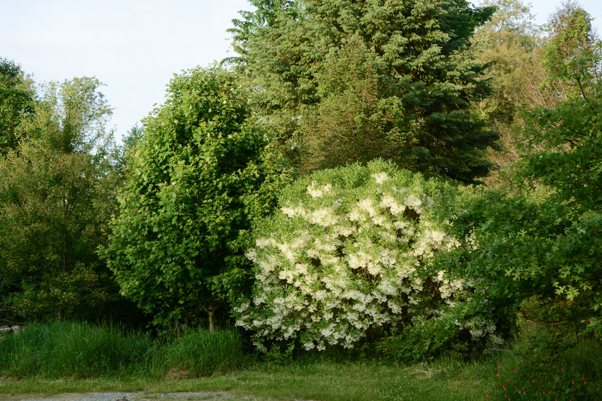 Not in Our Yard! - North Carolina Native Plant Society