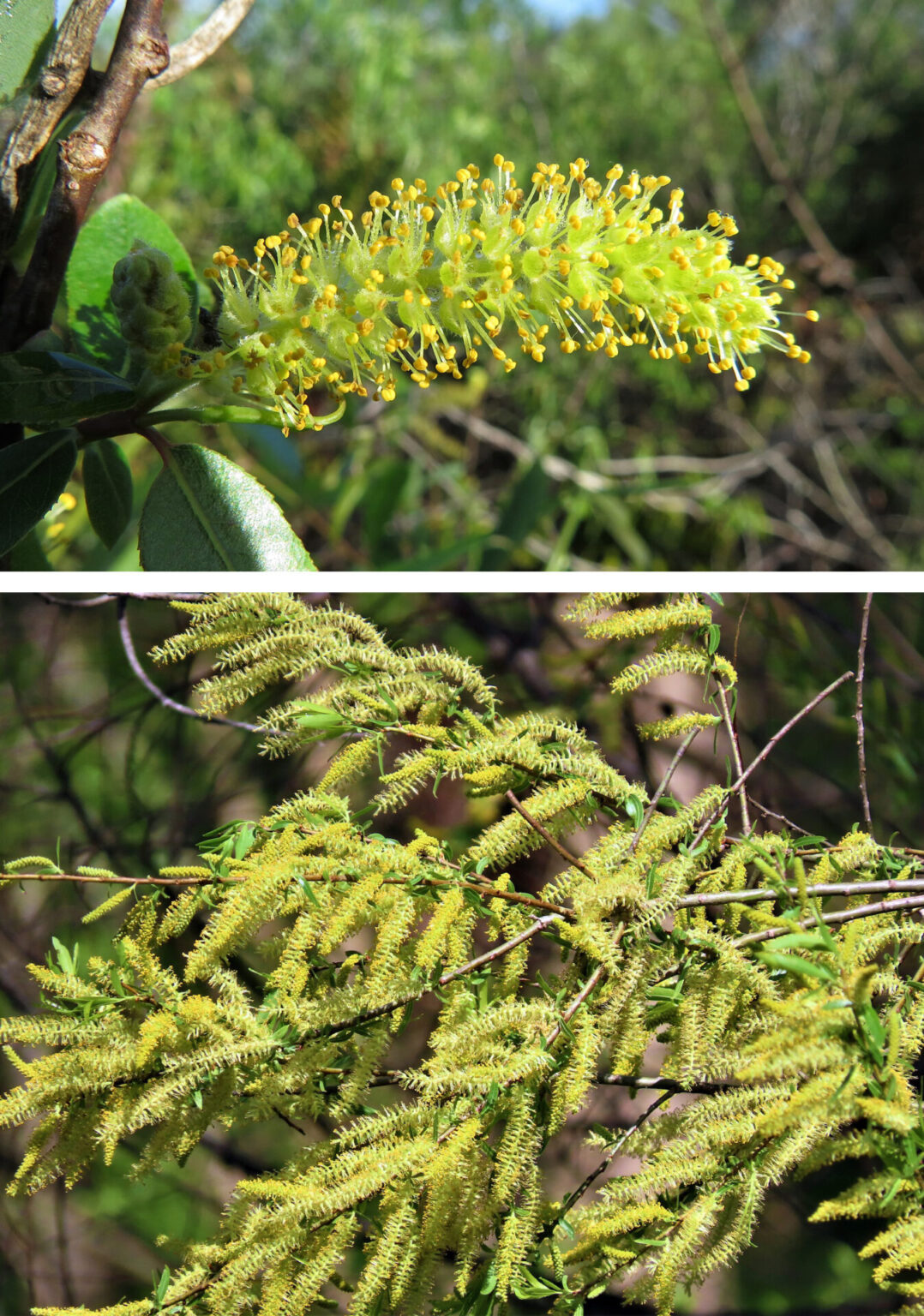 Managing Native Willows - North Carolina Native Plant Society