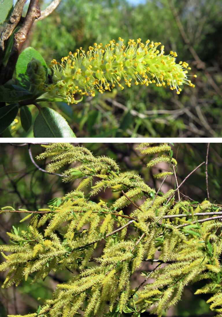 Managing Native Willows - North Carolina Native Plant Society