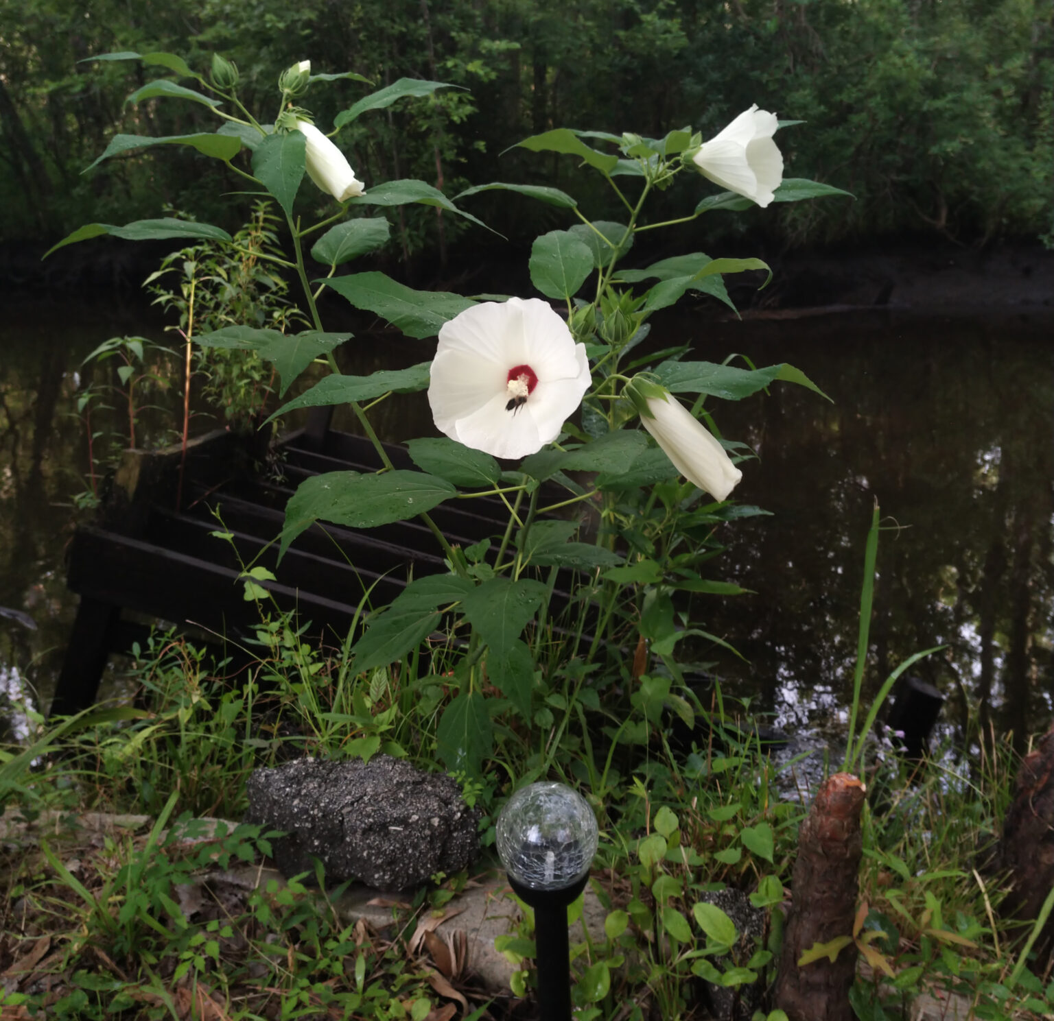 Coming Together as a Community Protects our Ecosystem - North Carolina ...