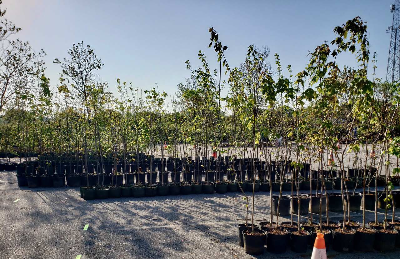 Chlorofiends!* Bradford Pears Begone! - North Carolina Native Plant Society