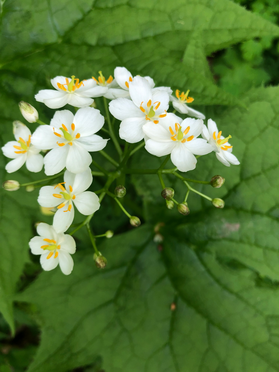 Using iNaturalist to Learn About Native Plants, presented by Ann Walter ...