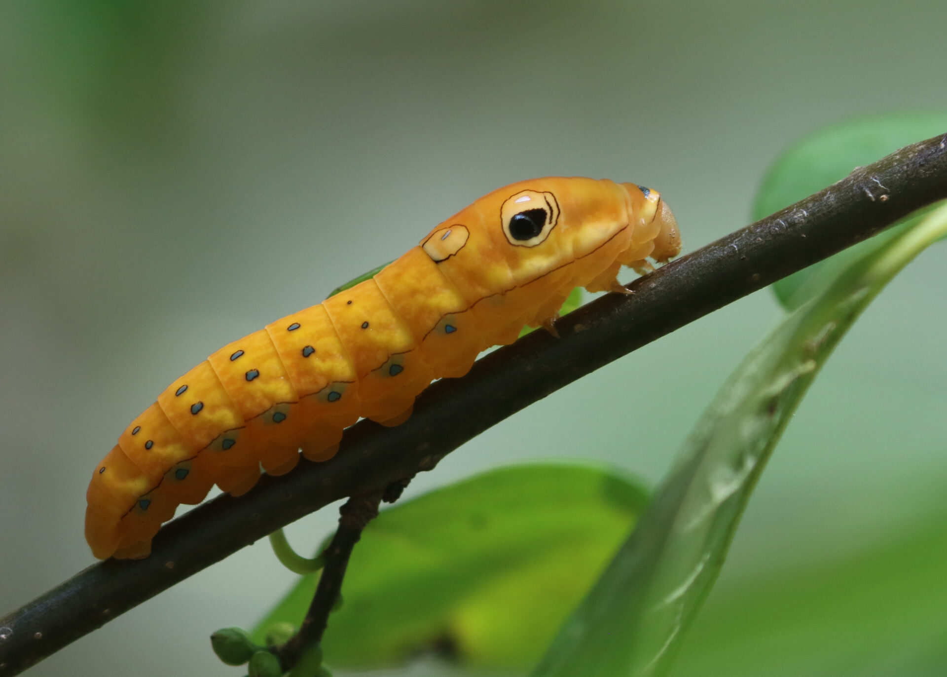 Northern Spicebush, A Great Shrub for Birds (and More) - North Carolina ...