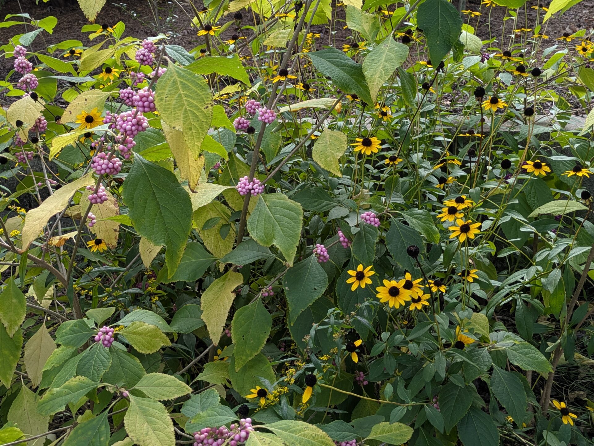 NCNPS at The Fair - North Carolina Native Plant Society