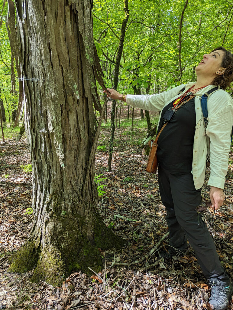 Spring Botanizing in Morrow Mountains - North Carolina Native Plant Society