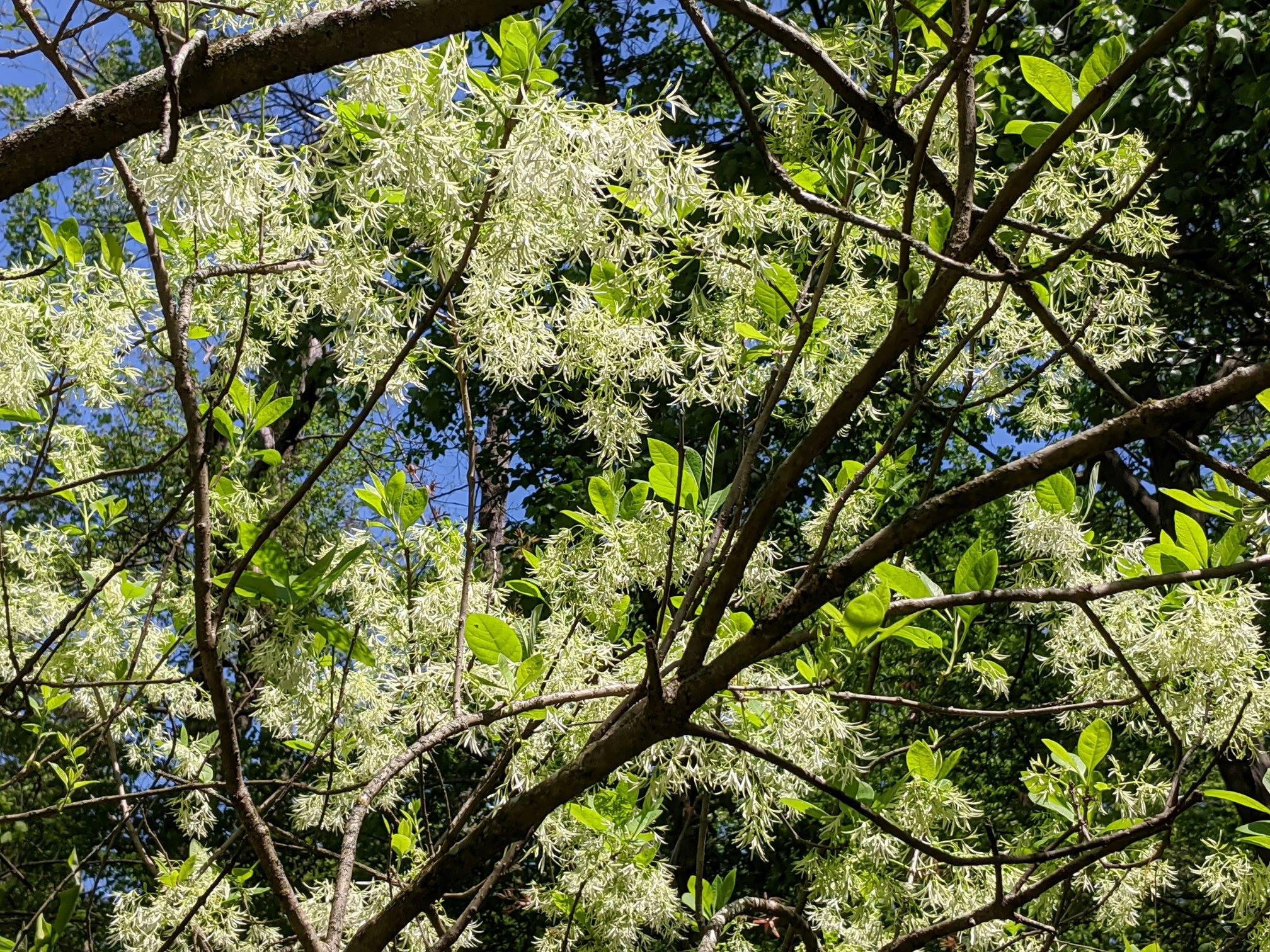 Margaret Reid Wildflower Garden - North Carolina Native Plant Society