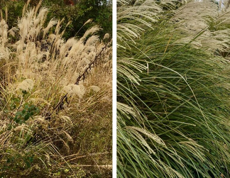 It’s Time to Update the NCNPS Invasive Exotic Species List - North ...