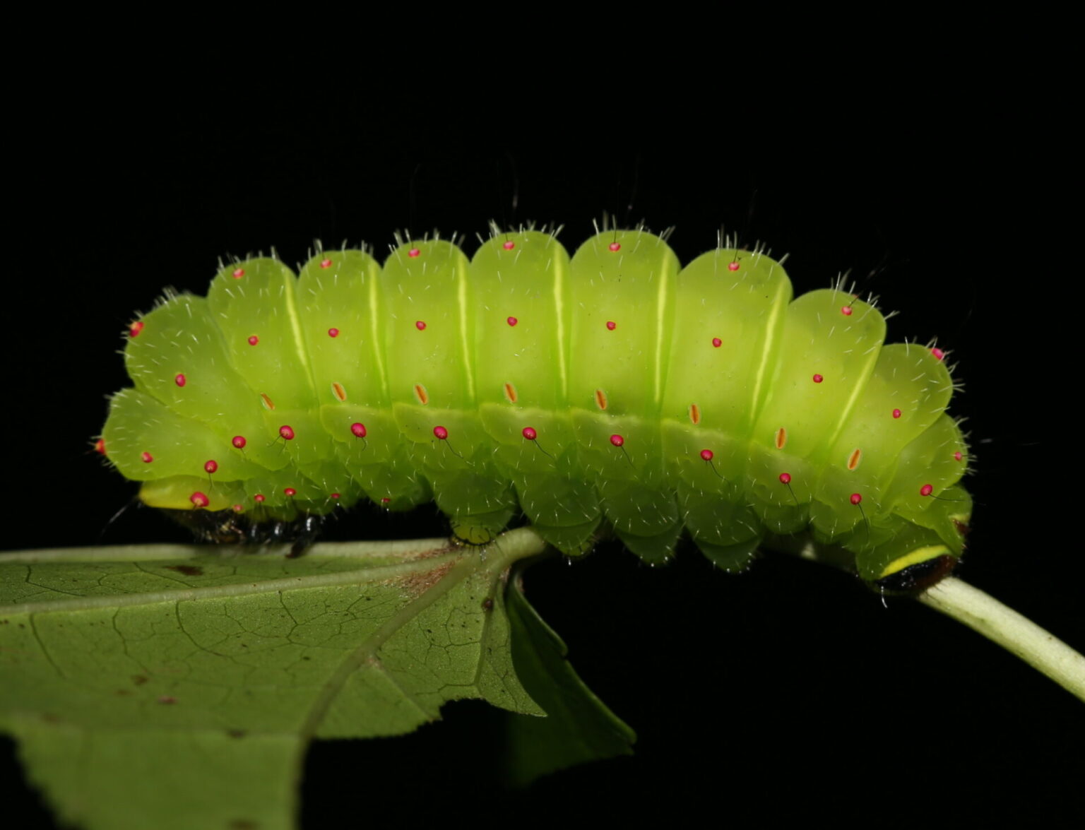 Moths Play a Vital Role in Our Ecosystems and Need Native Plants ...