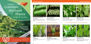 North Carolina’s Wonderful Wetlands – Rooted in Plants - North Carolina ...