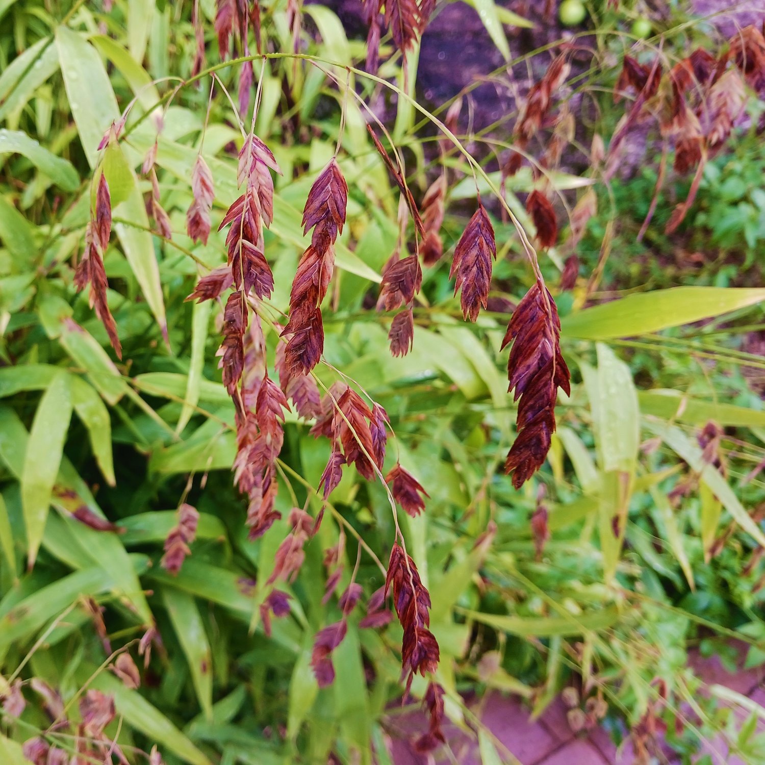 Native Plant Nurseries - North Carolina Native Plant Society