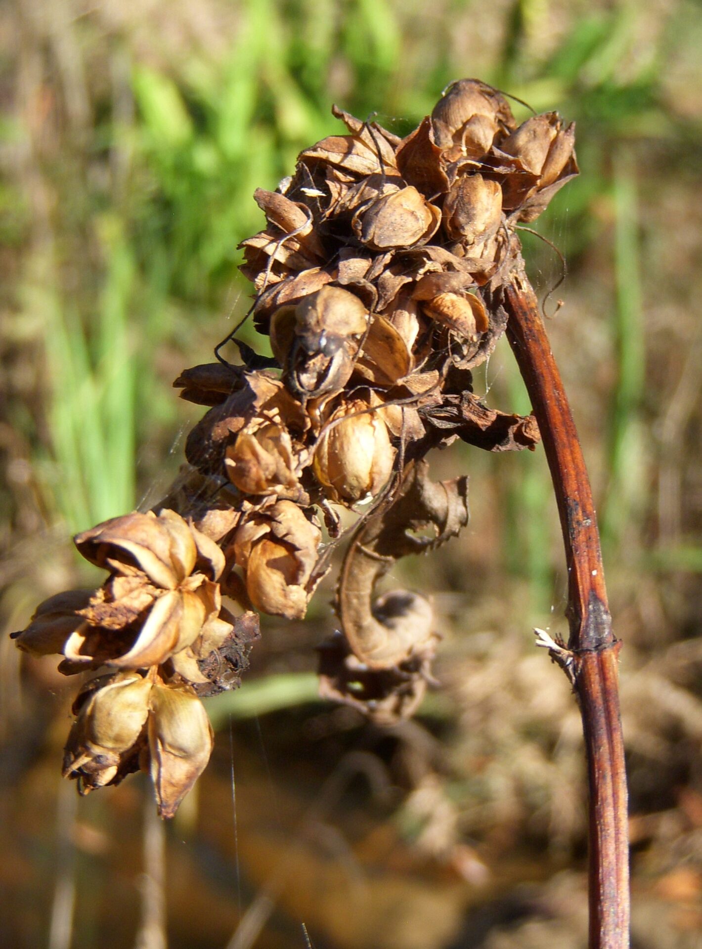 Annual Seed Swap and Photo Share with Triad Chapter Members - North ...