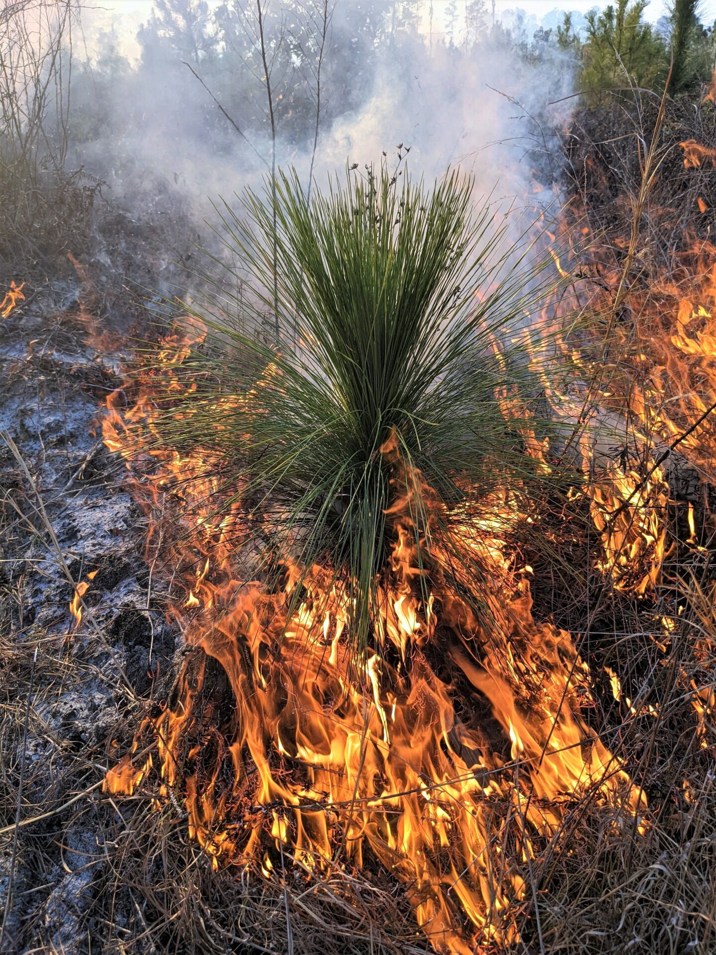 People Protect Plants: It Takes a Fire to Grow a Forest - North ...