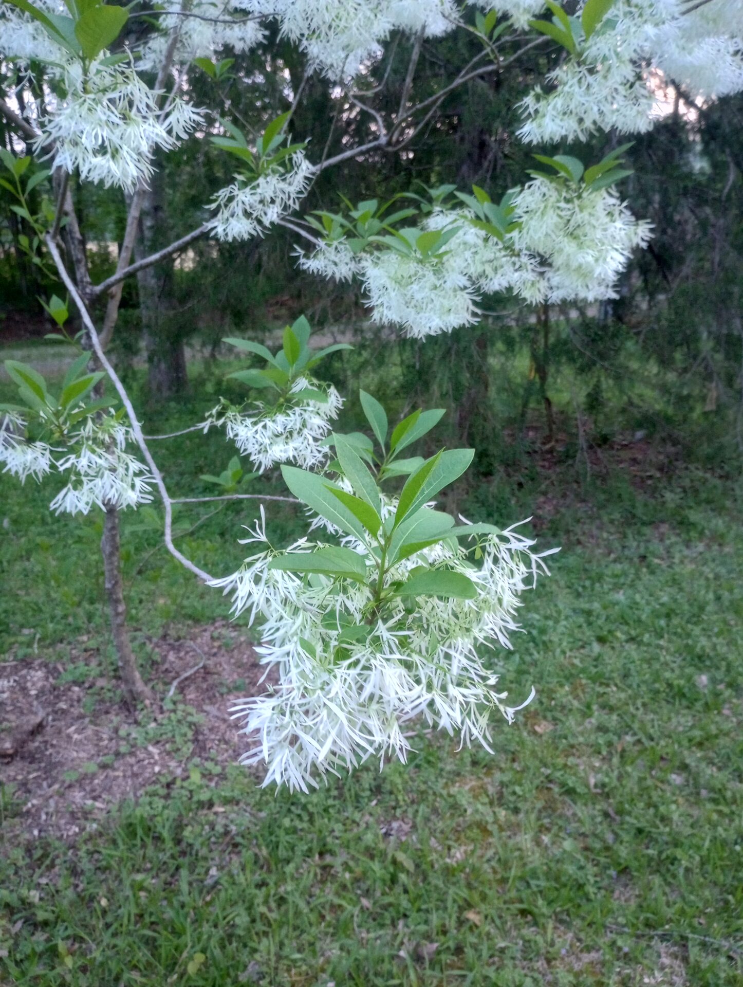 Pont Reading Farm, the Newest Certified Habitat - North Carolina Native ...
