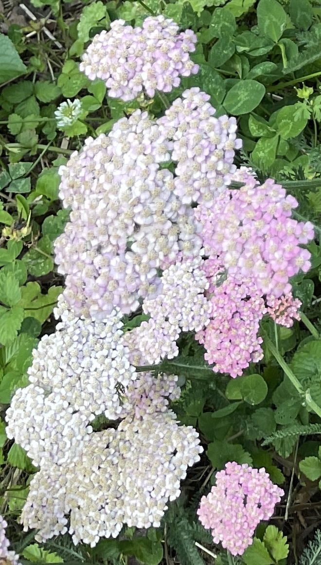 What are Cultivars and Do I Want Them? - North Carolina Native Plant ...