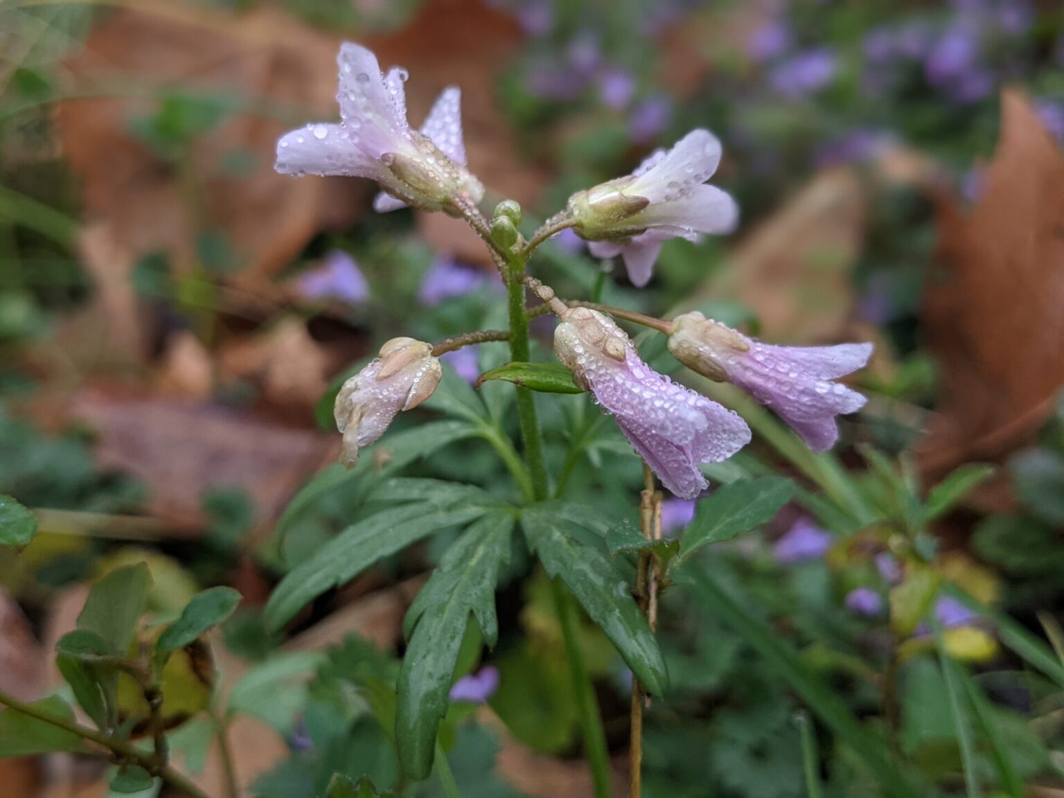 People Move Plants, Plants Move People: Perspectives from a Gardener ...