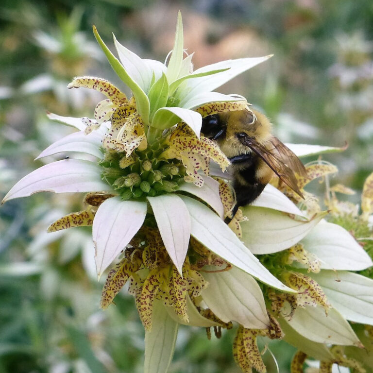 Why Are Pollinators Important? - North Carolina Native Plant Society
