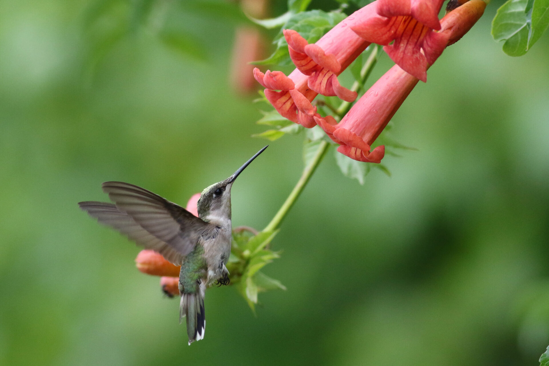 Why Are Pollinators Important? - North Carolina Native Plant Society