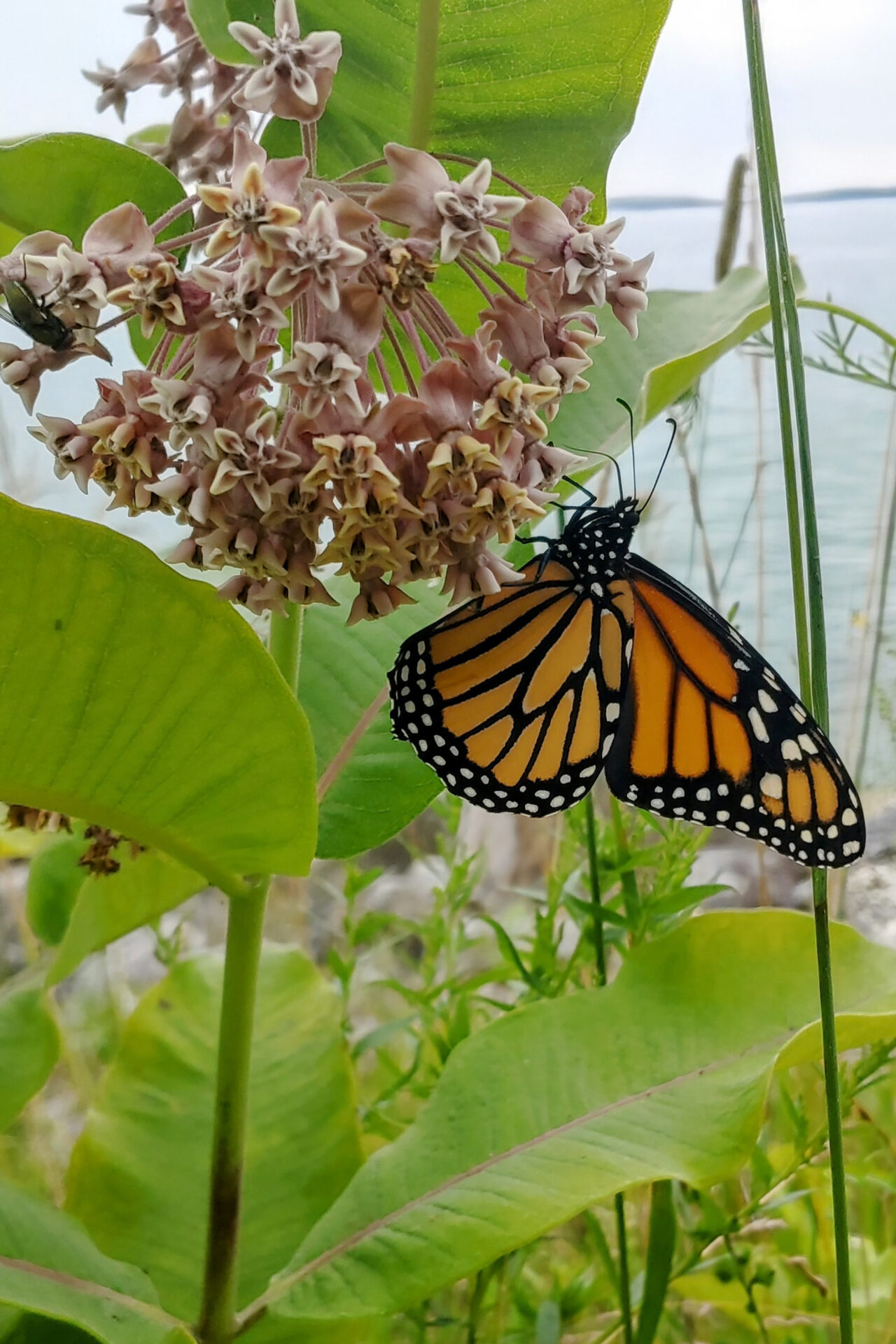 Why Are Pollinators Important? - North Carolina Native Plant Society