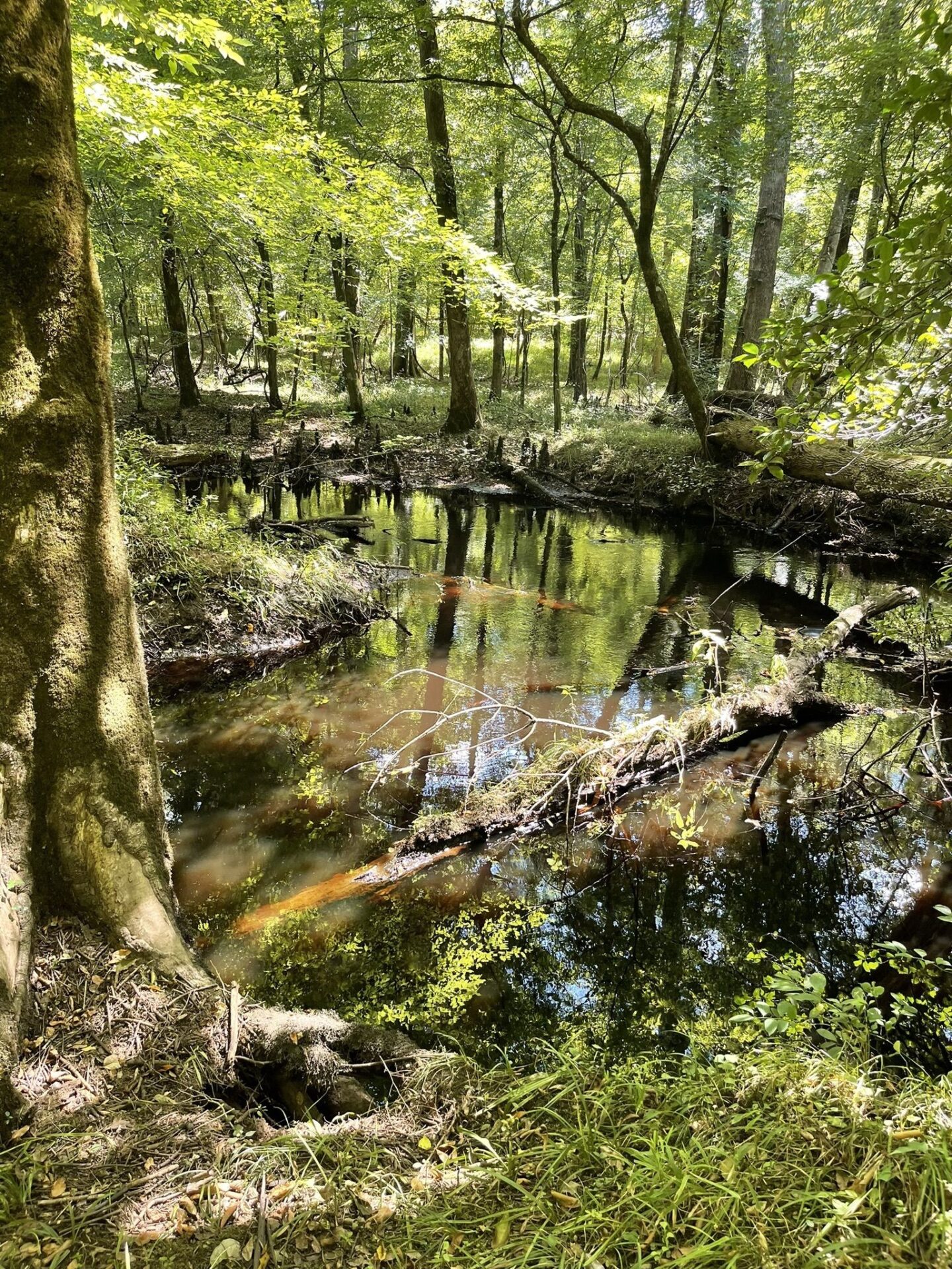 Spring Wildflower Tour - North Carolina Native Plant Society