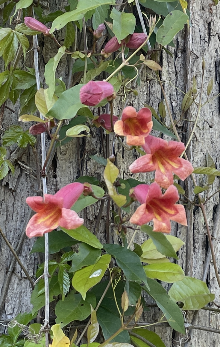 What are Cultivars and Do I Want Them? - North Carolina Native Plant ...