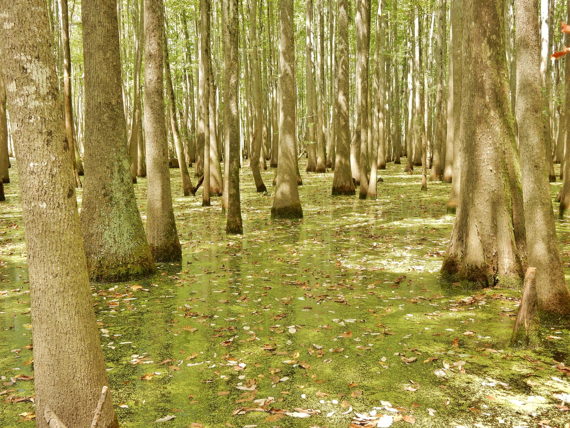 North Carolina’s Wonderful Wetlands – Rooted in Plants - North Carolina ...