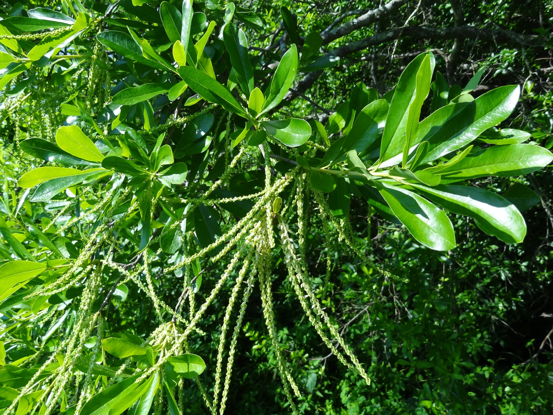 North Carolina’s Wonderful Wetlands – Rooted in Plants - North Carolina ...