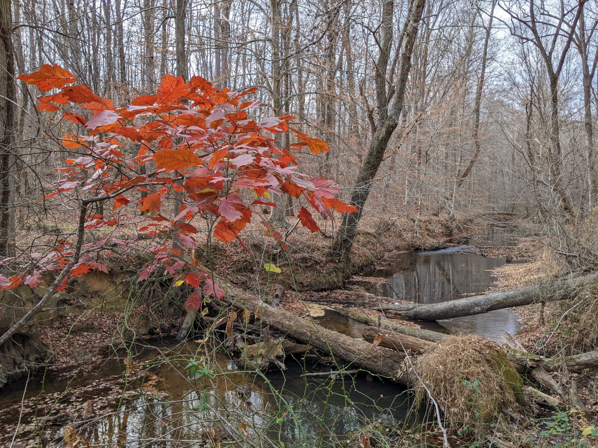 2021-12-7 Confluence of the Eno River Informal Hike - North Carolina ...