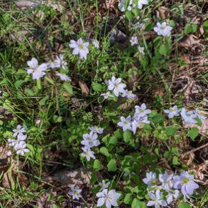 NCNPS Events - North Carolina Native Plant Society
