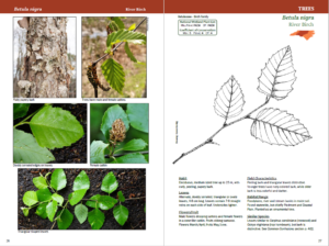 North Carolina’s Wonderful Wetlands – Rooted in Plants - North Carolina ...