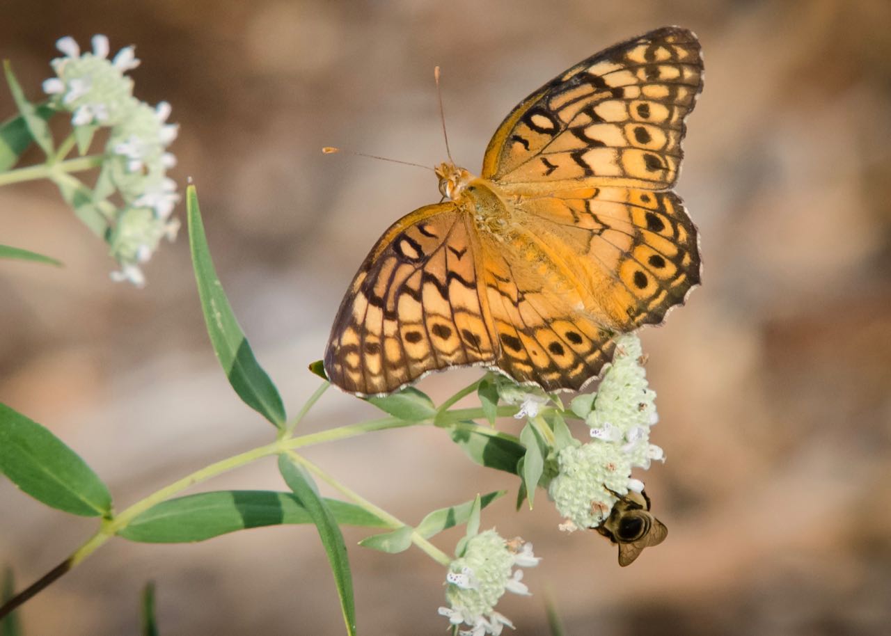 BW Wells highlight projects - North Carolina Native Plant Society