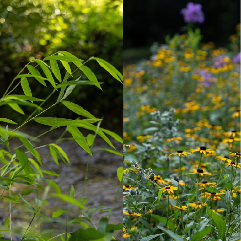 Recognize, Remove, Replace: Addressing Invasive Plants Species - North ...