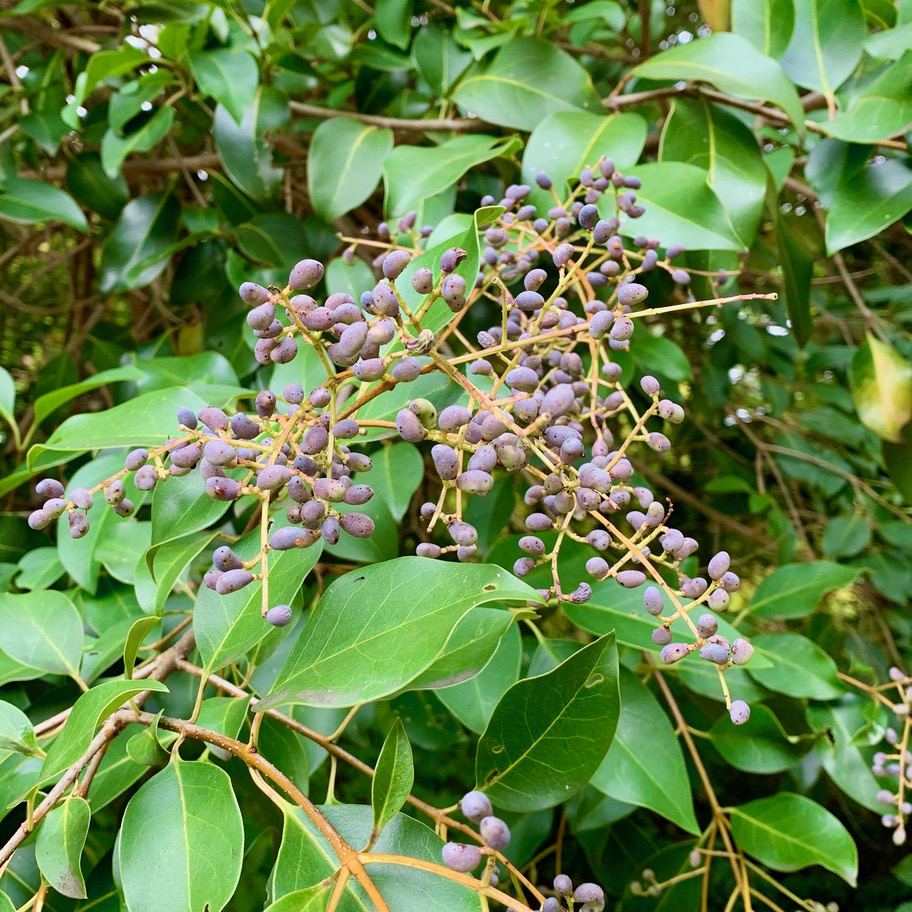 Help Us Fight Invasive Plants - North Carolina Native Plant Society