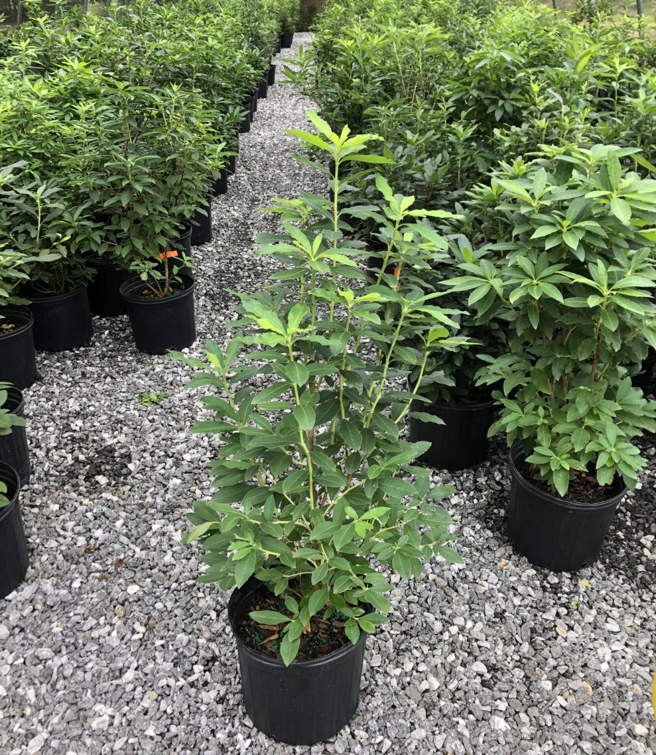 Native Plant Nurseries - North Carolina Native Plant Society