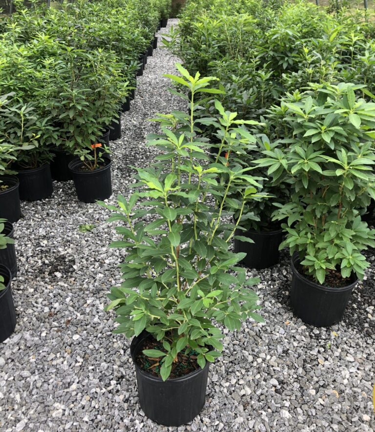 Native Plant Nurseries - North Carolina Native Plant Society