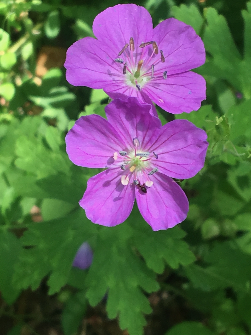Spring Hankering - North Carolina Native Plant Society