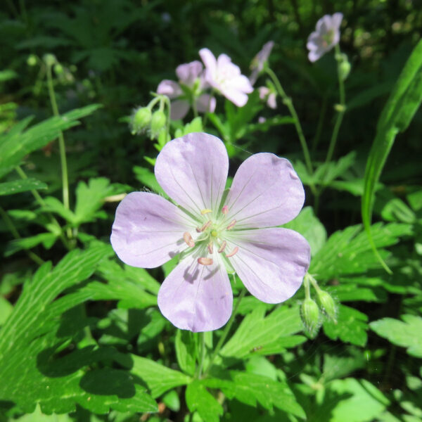 Spring Hankering - North Carolina Native Plant Society