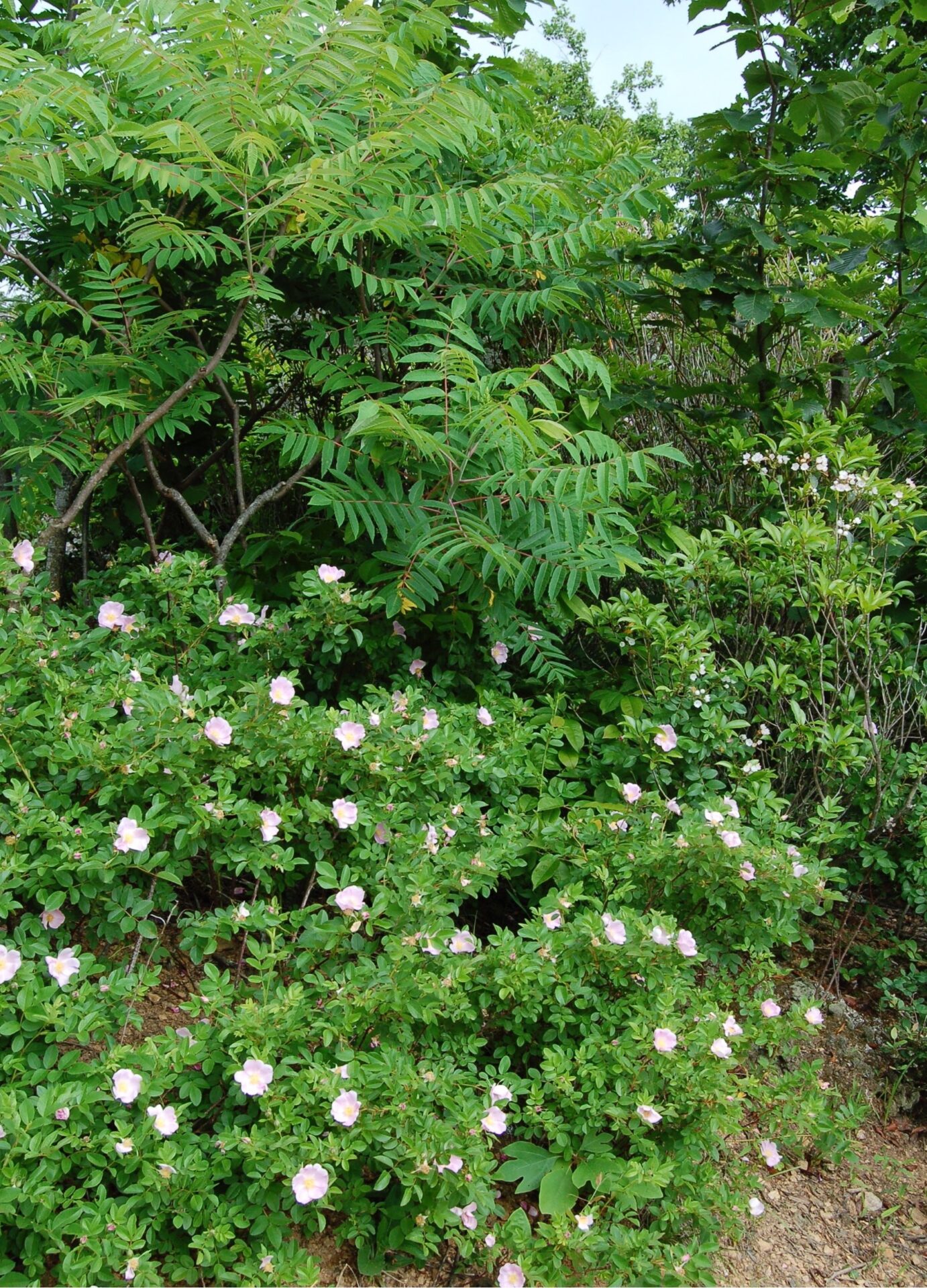 Welcoming Native Plants into Your Landscape - North Carolina Native ...