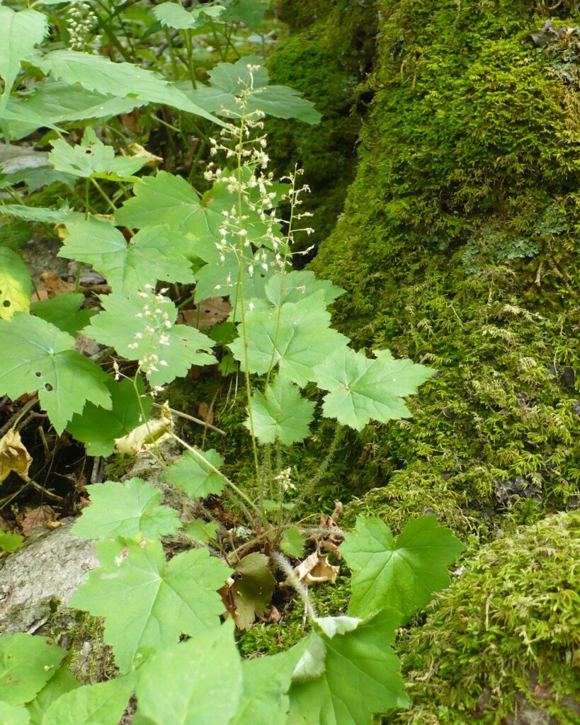Pilot Knob Trail Hike with Ken Bridle (registration is full) - North ...