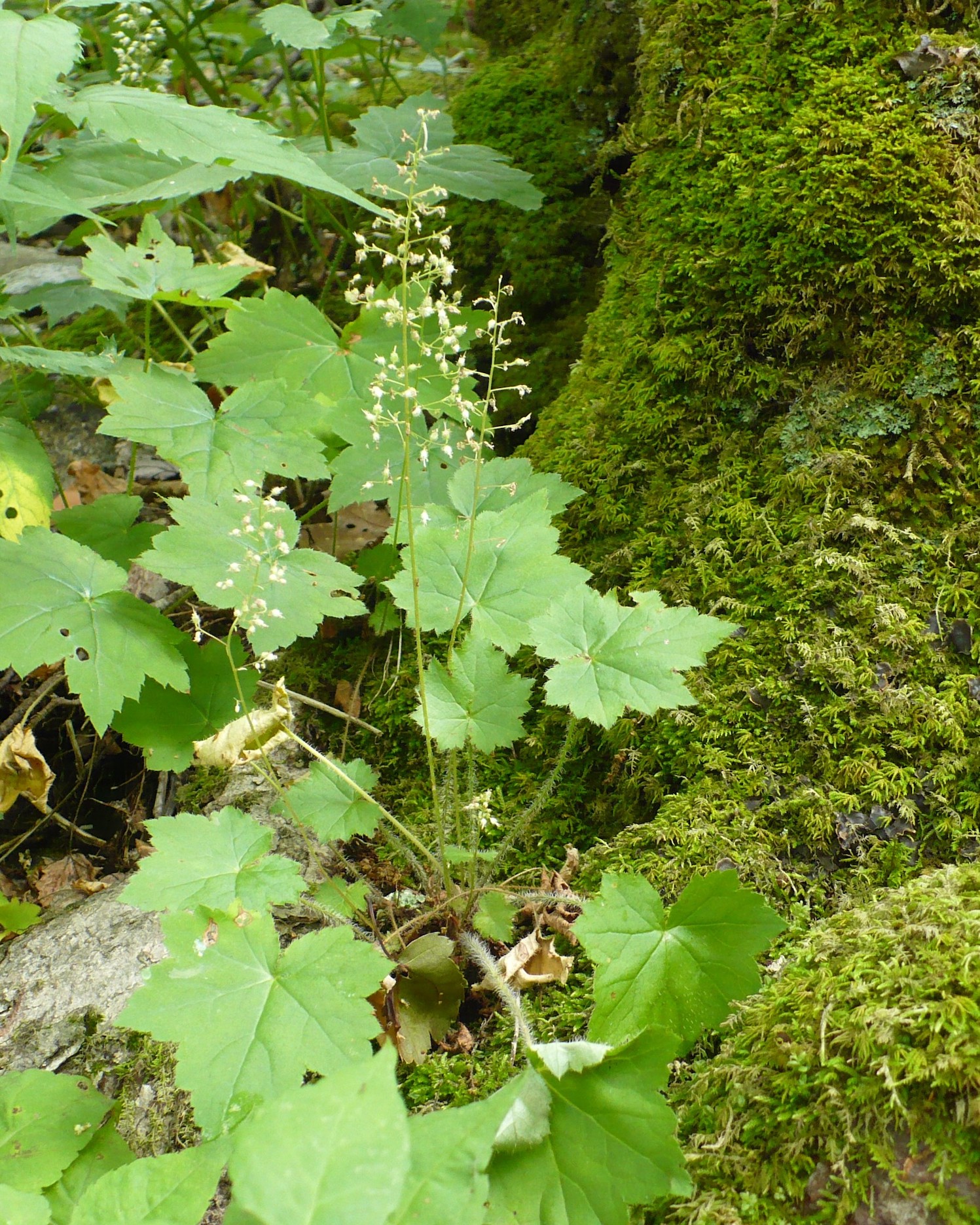 Pilot Knob Trail Hike with Ken Bridle (registration is full) - North ...