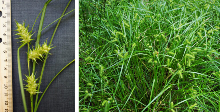 North Carolina’s Wonderful Wetlands – Rooted in Plants - North Carolina ...