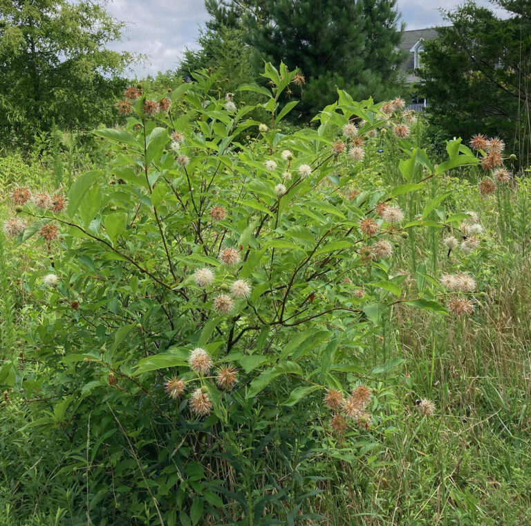 Managing Native Willows - North Carolina Native Plant Society
