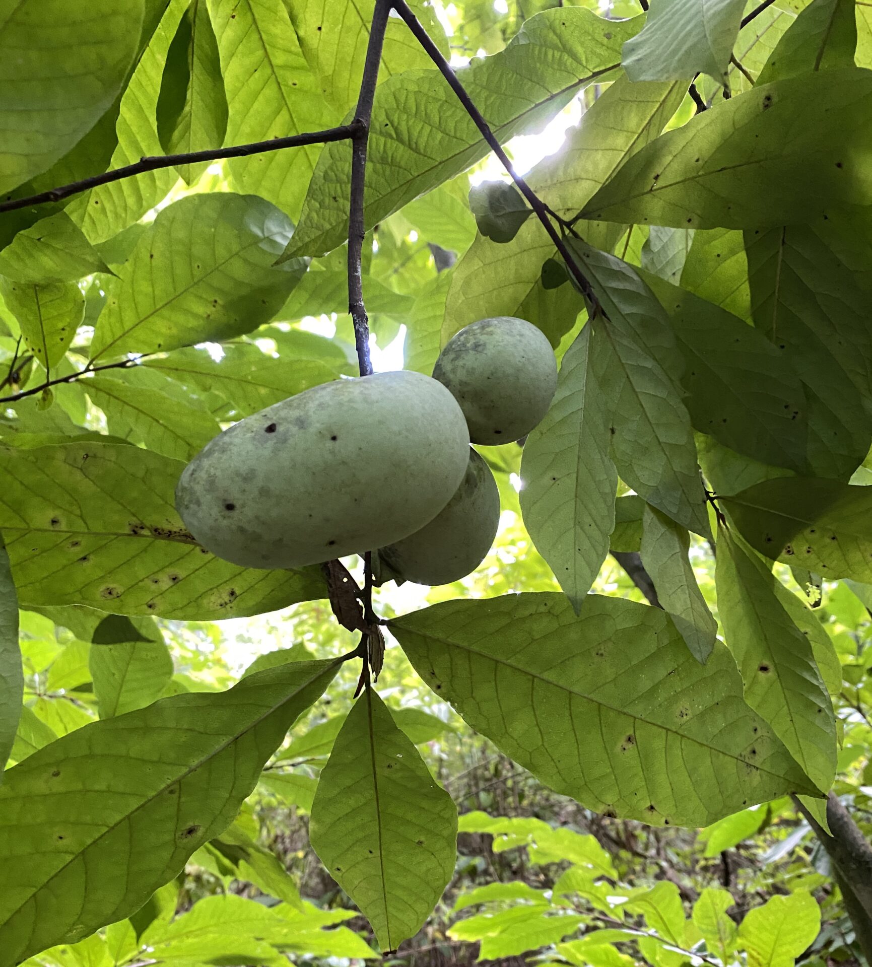 Walk at Tanglewood with Phyllis Smith: The Use of Trees by Native ...