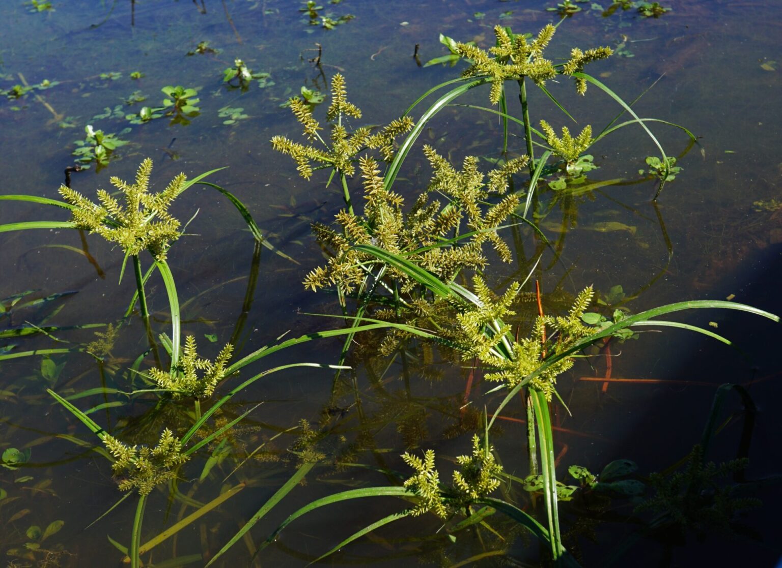 North Carolina’s Wonderful Wetlands – Rooted in Plants - North Carolina ...