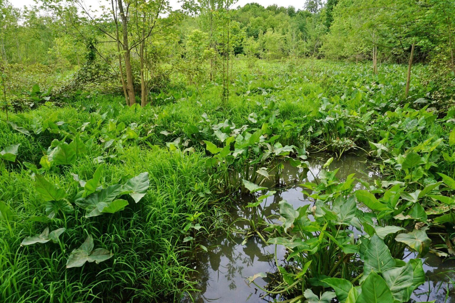 North Carolina’s Wonderful Wetlands – Rooted in Plants - North Carolina ...