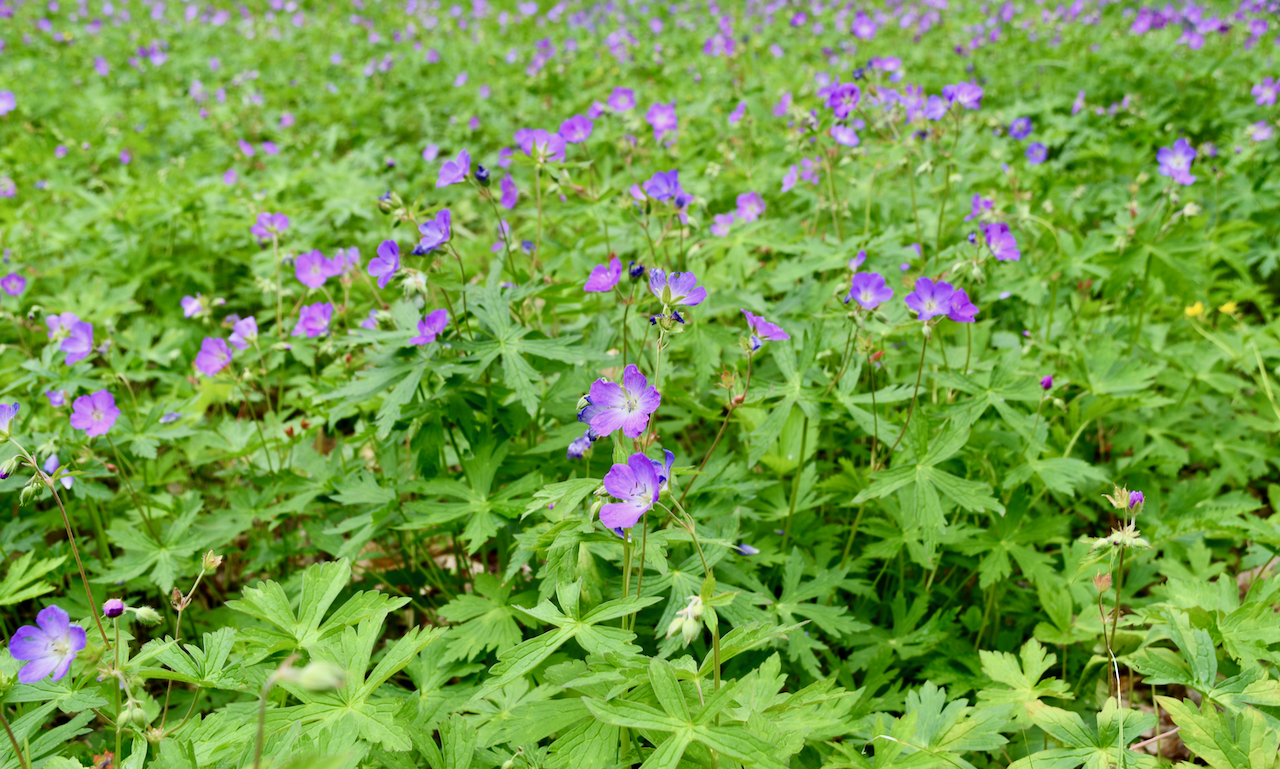 Donations Conserve North Carolina Lands - North Carolina Native Plant ...