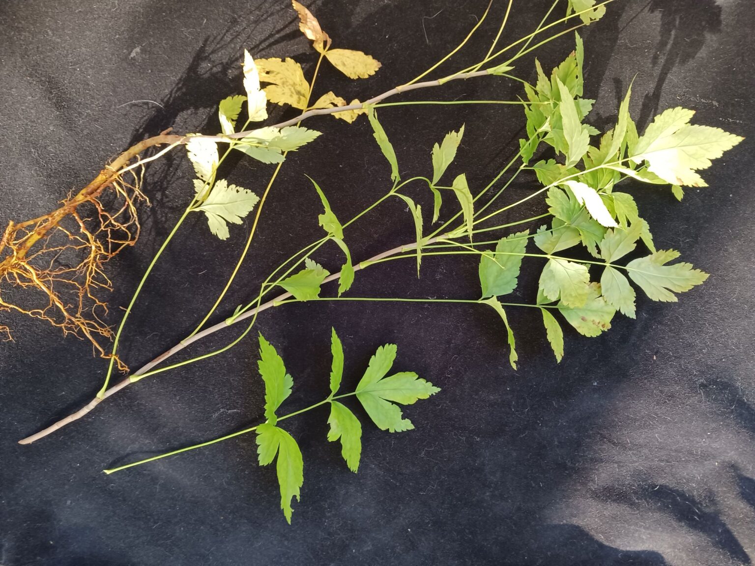 Yellowroot: An Underused Wetland Plant - North Carolina Native Plant ...