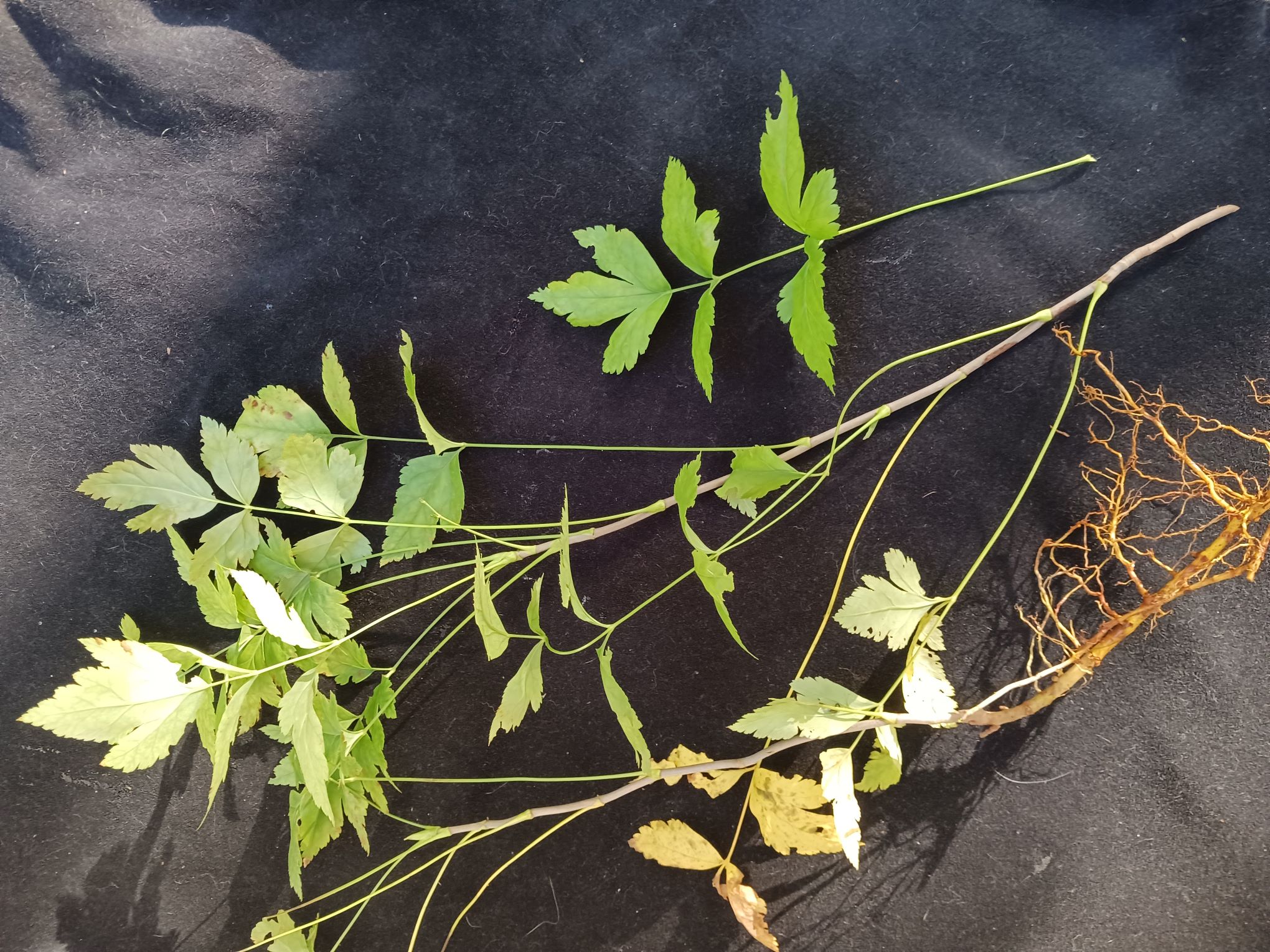 Yellowroot: An Underused Wetland Plant - North Carolina Native Plant ...