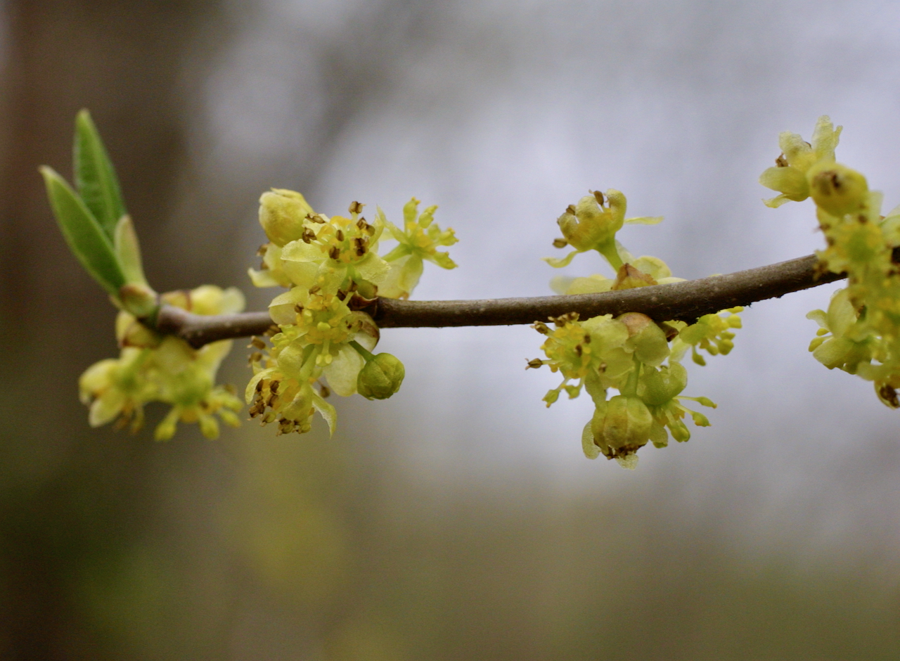 Northern Spicebush, A Great Shrub for Birds (and More) - North Carolina ...